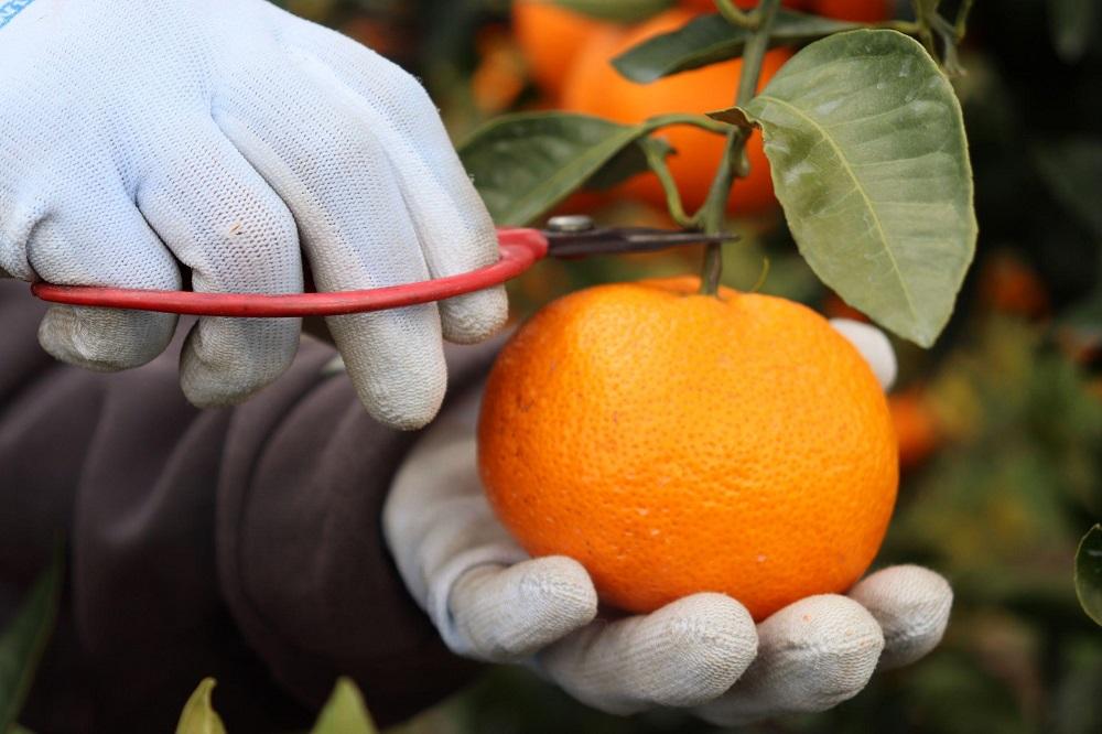 温州みかん 家庭用10kg（2Lサイズ指定） 大きいミカンが好きな人におすすめ | JTBのふるさと納税サイト [ふるぽ]