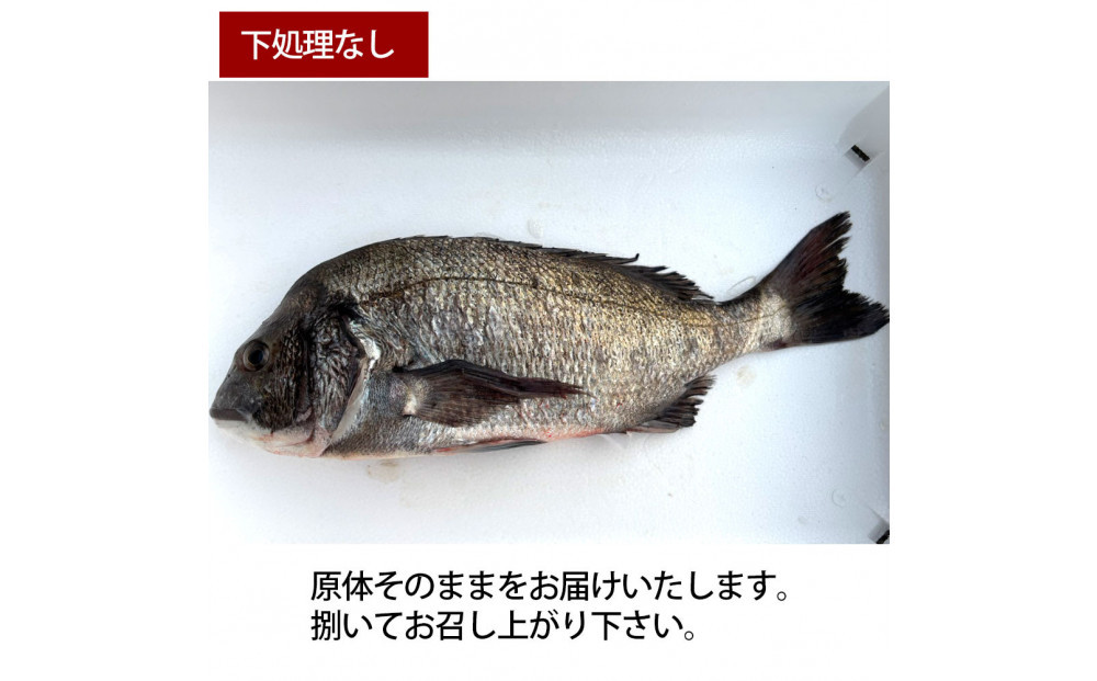 【下処理なし】黒鯛 1尾（約1kg）ちぬ チヌ 刺身 | JTBのふるさと納税サイト [ふるぽ]