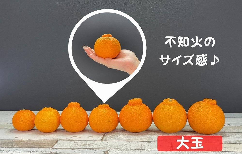 不知火 大玉 どっこいしょ 箱込 5kg (内容量約 4.4kg) 秀優混合 和歌山県産 【みかんの会】 | JTBのふるさと納税サイト [ふるぽ]