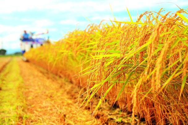 【2022年産】竜の舞 きぬひかり（白米）10kg：5kg×2袋入 | JTBのふるさと納税サイト [ふるぽ]